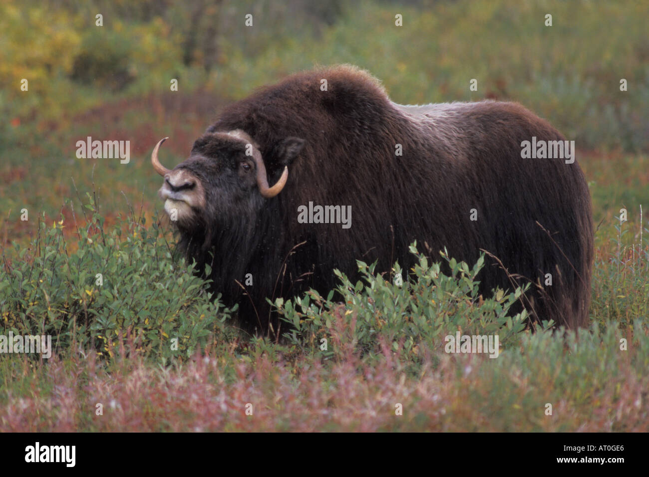 Muskox bull and cow hi-res stock photography and images - Alamy