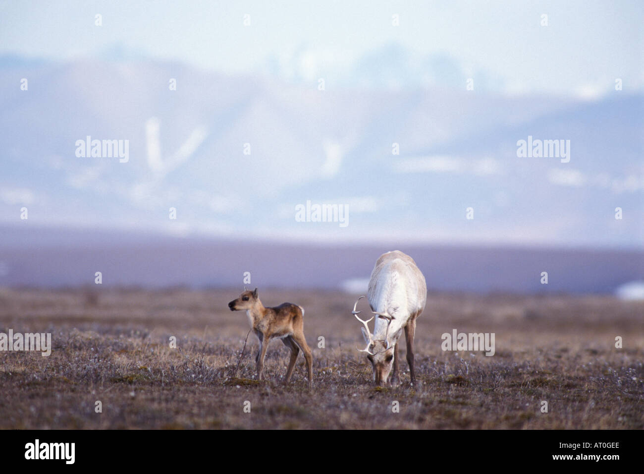Porcupine caribou calves hi-res stock photography and images - Alamy