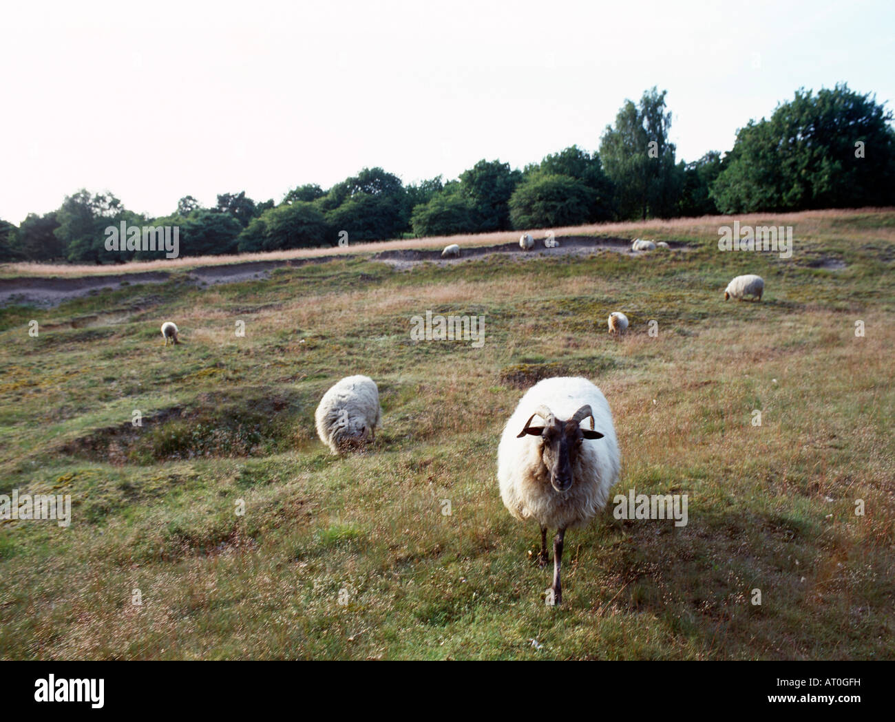 Schafen hi-res stock photography and images - Alamy