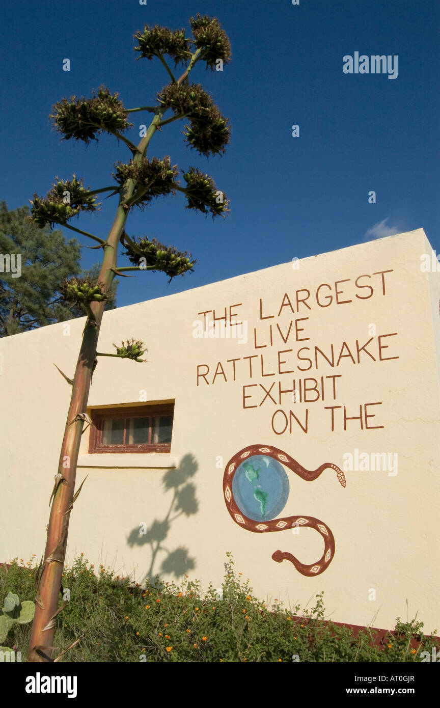 Rattlesnake Museum, Fort Davis Texas Stock Photo - Alamy