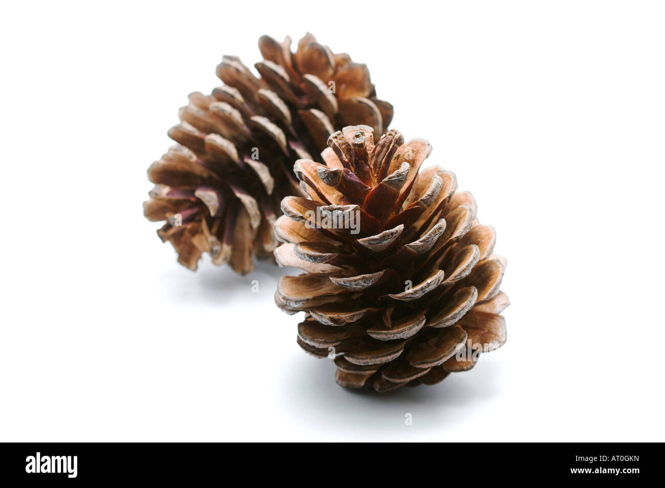 Scots pine cone on white background Pinus sylvestris Stock Photo - Alamy
