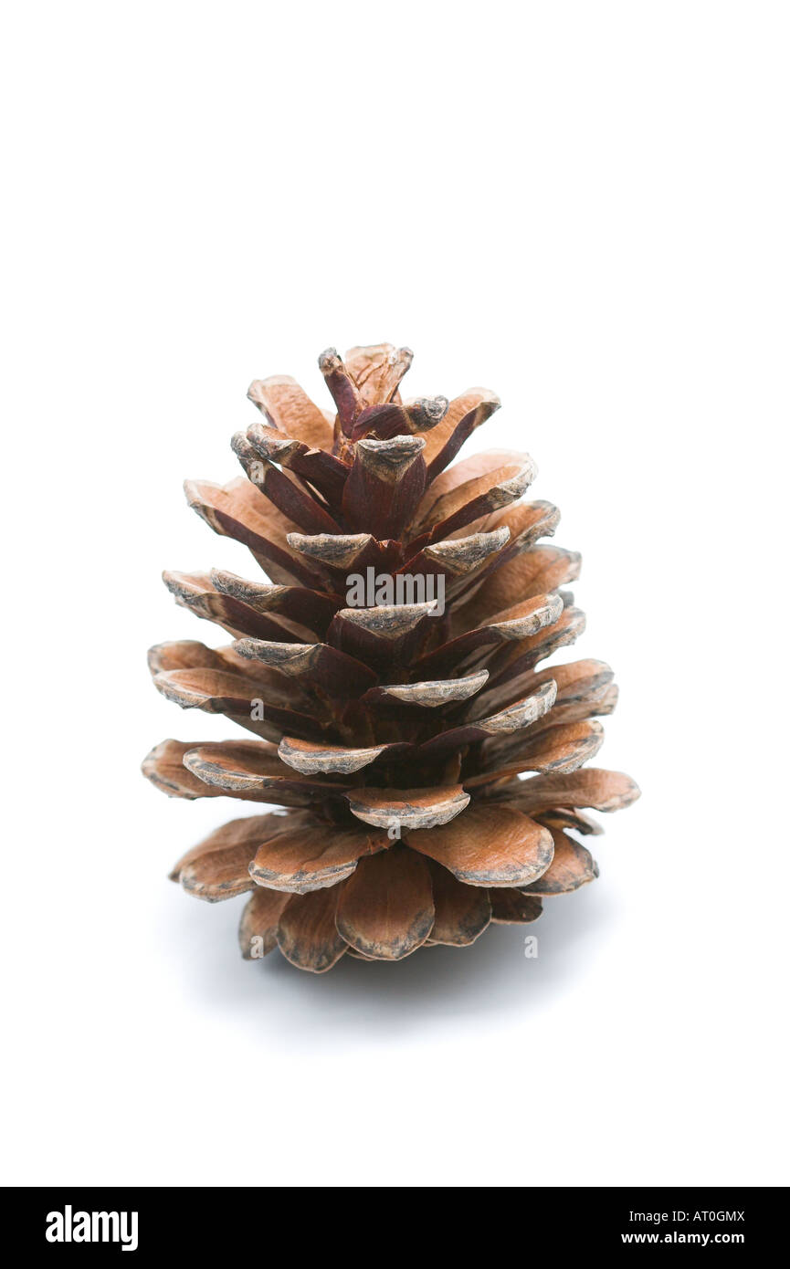 Scots pine cone on white background Pinus sylvestris Stock Photo - Alamy