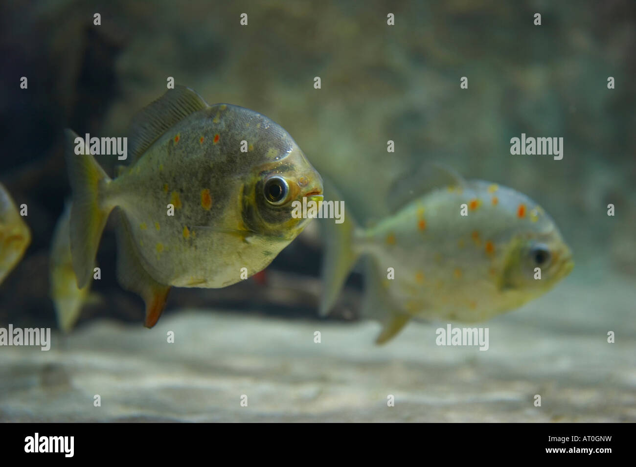 Couple underwater shots hi-res stock photography and images - Alamy