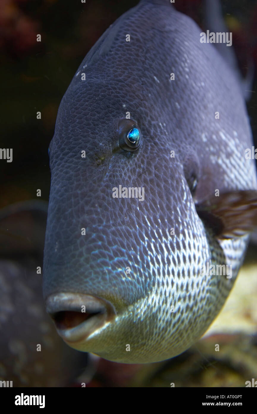 Humphead wrasse hi-res stock photography and images - Alamy