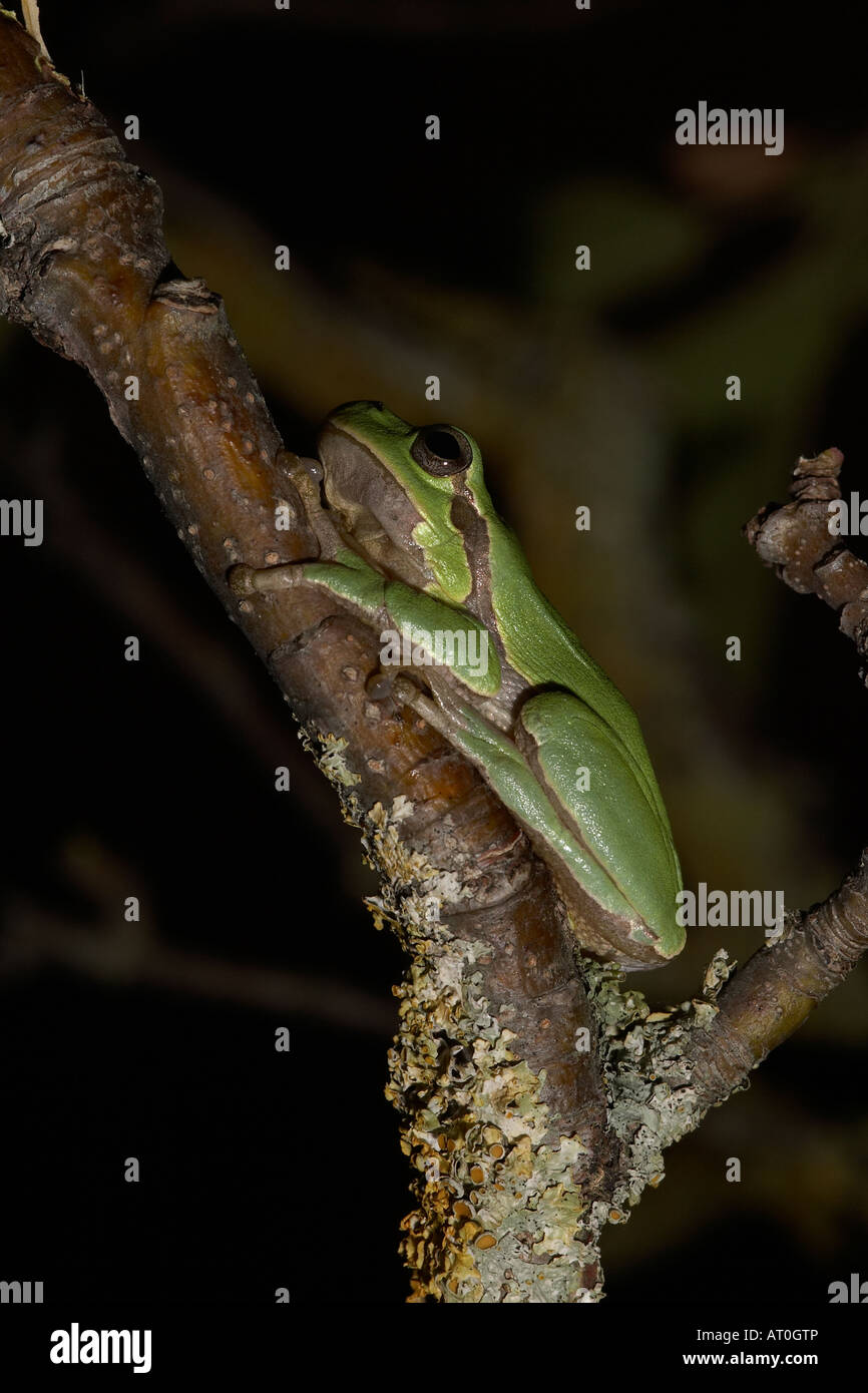 Italian Tree Frog Hyla intermedia Central Italy Stock Photo - Alamy