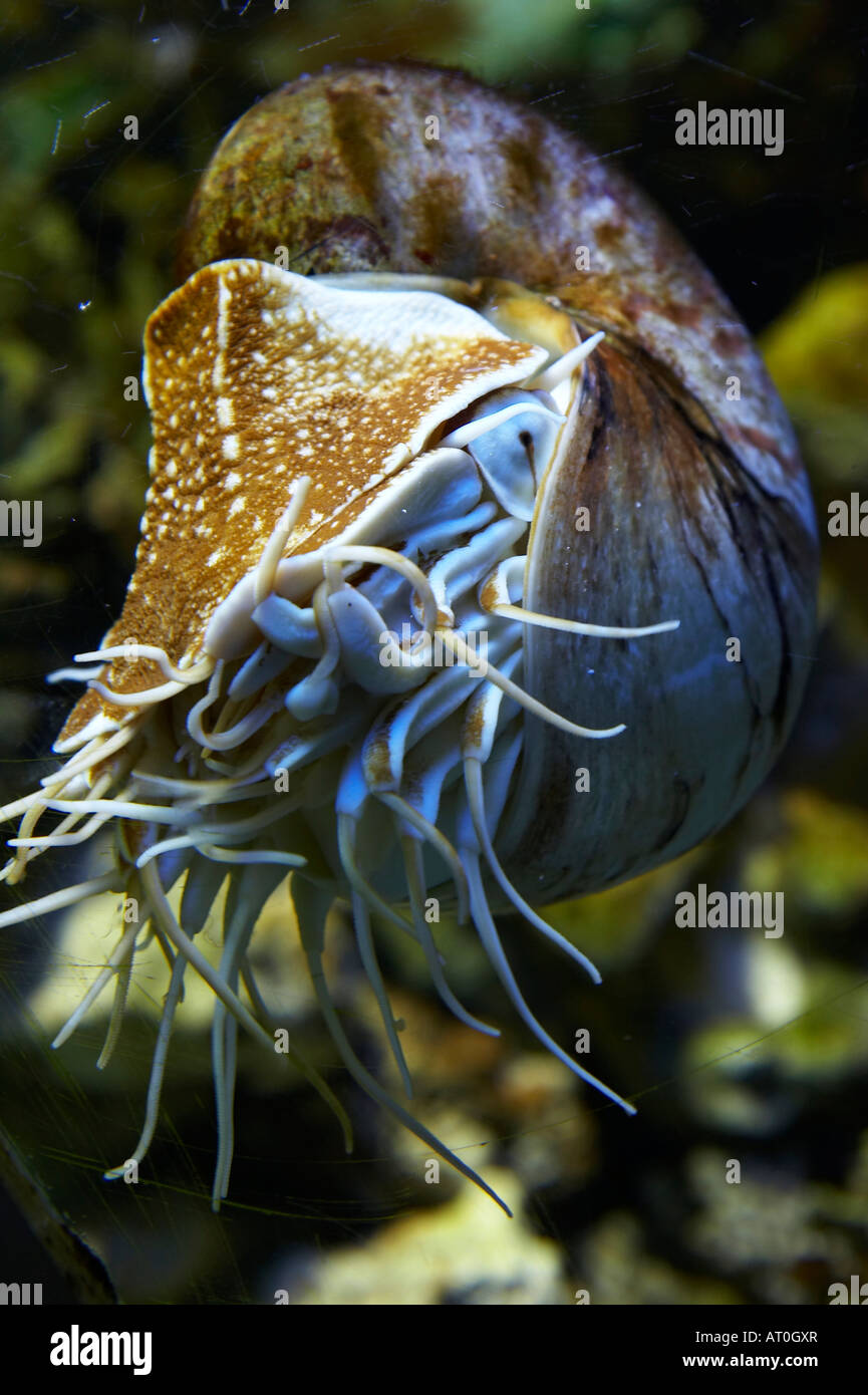 Nautilus hi-res stock photography and images - Alamy