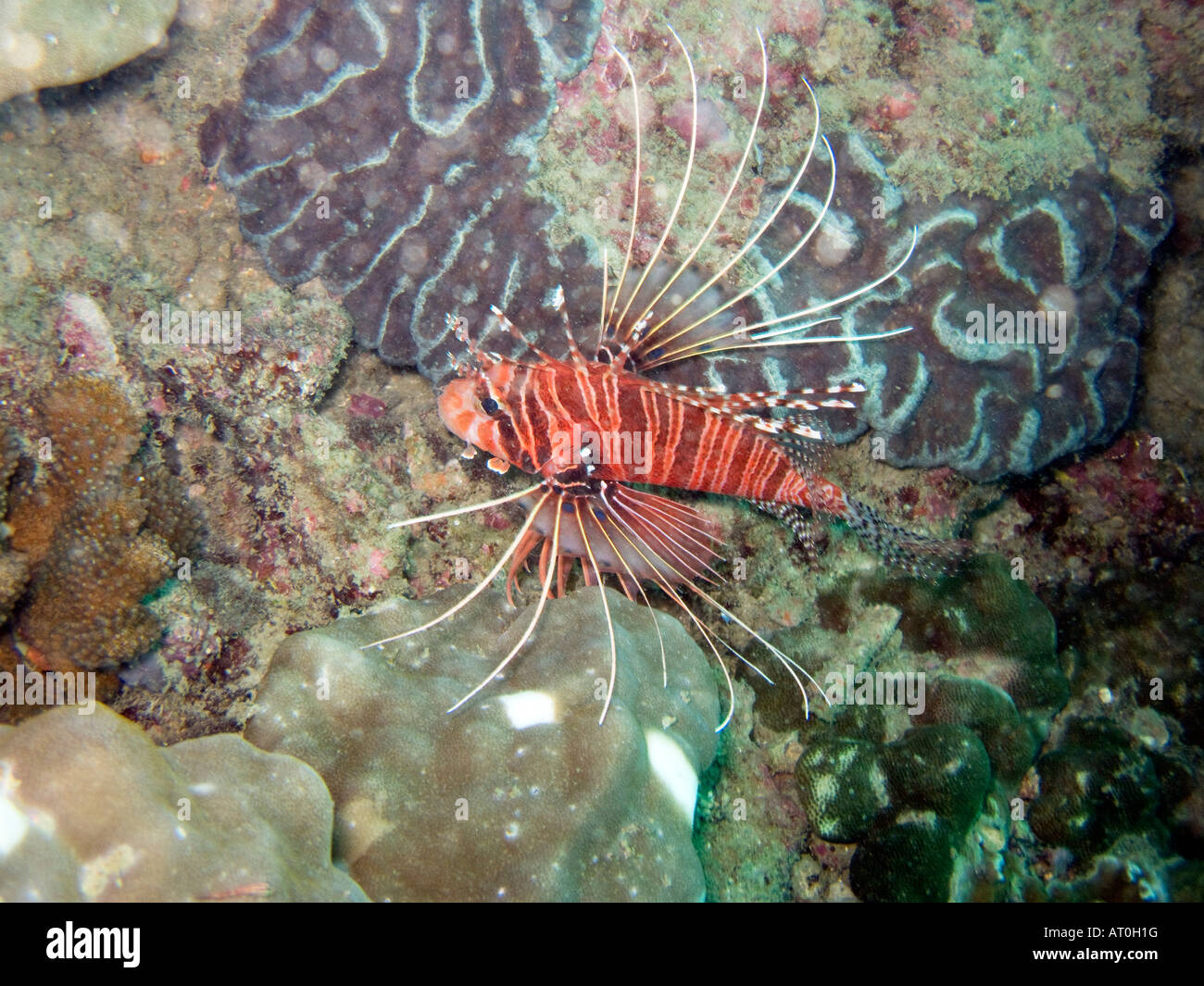 Venomous marine species hi-res stock photography and images - Alamy