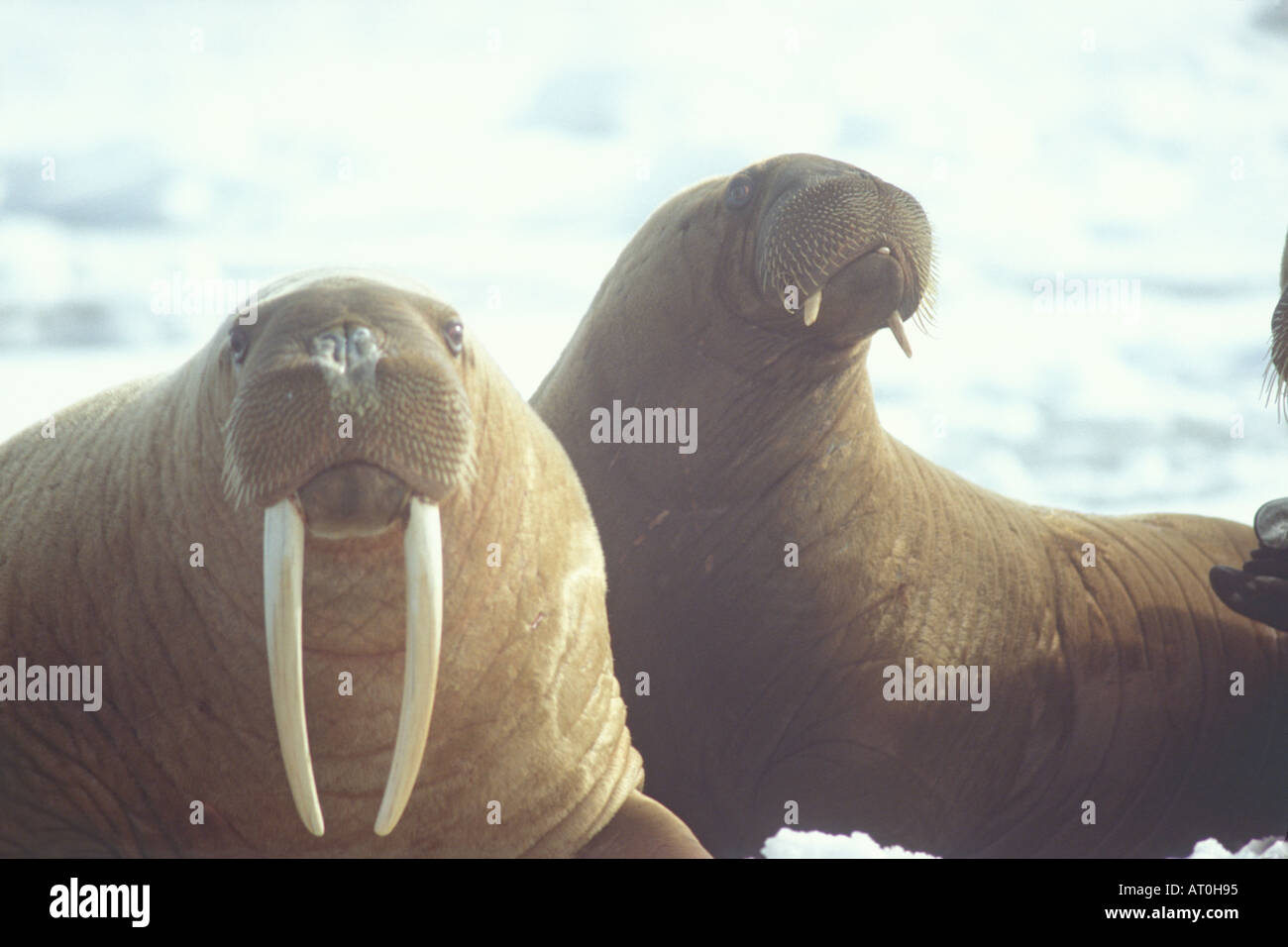 Rare images from bering sea hi-res stock photography and images - Alamy