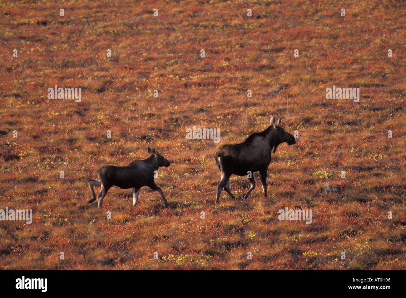 moose Alces alces cow and calf run over fall colored tundra 1002 ...
