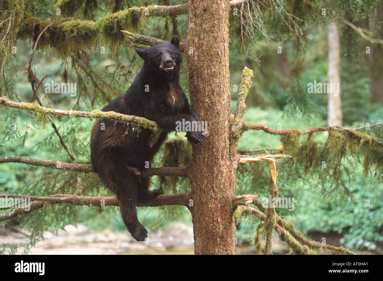 Black bear sow up a tree hi-res stock photography and images - Alamy