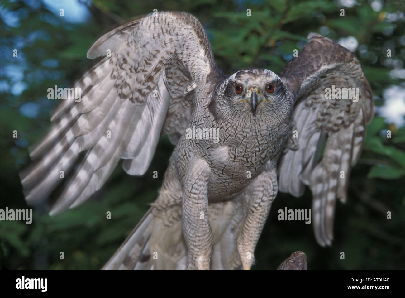 northern goshawk Accipiter gentills Alaska Stock Photo - Alamy