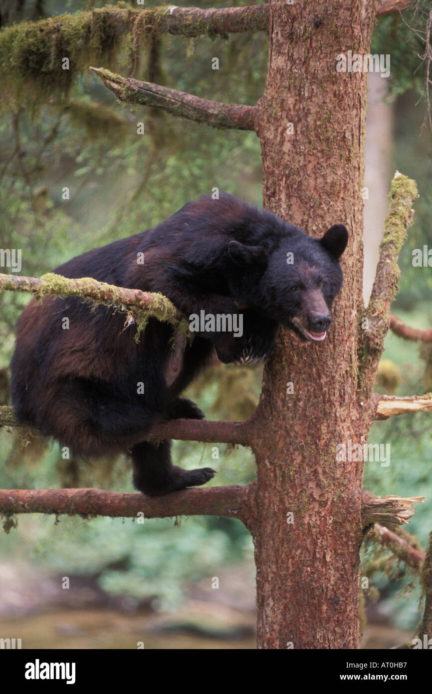 Black bear sow up a tree hi-res stock photography and images - Alamy