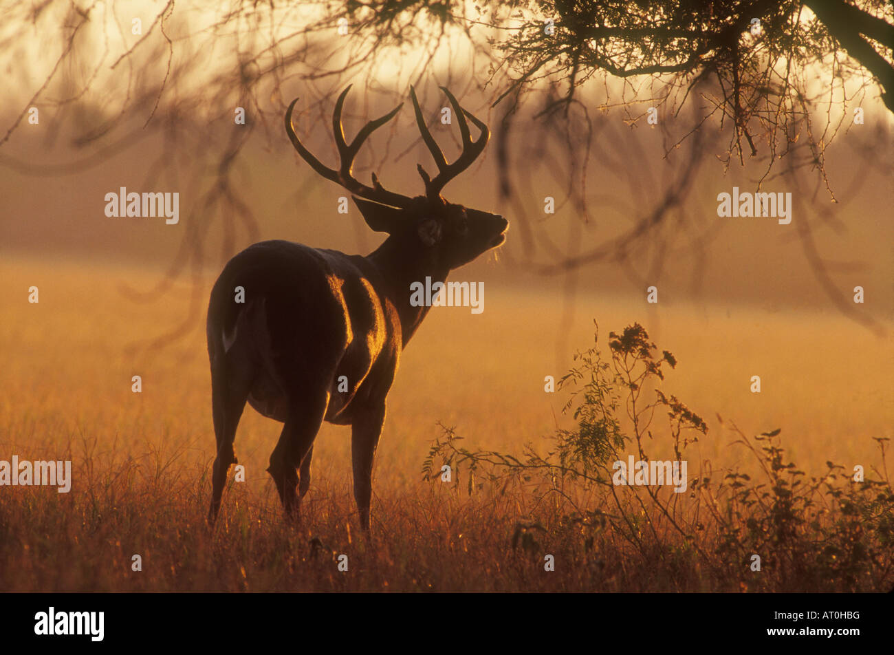 Agile hunters hi-res stock photography and images - Alamy