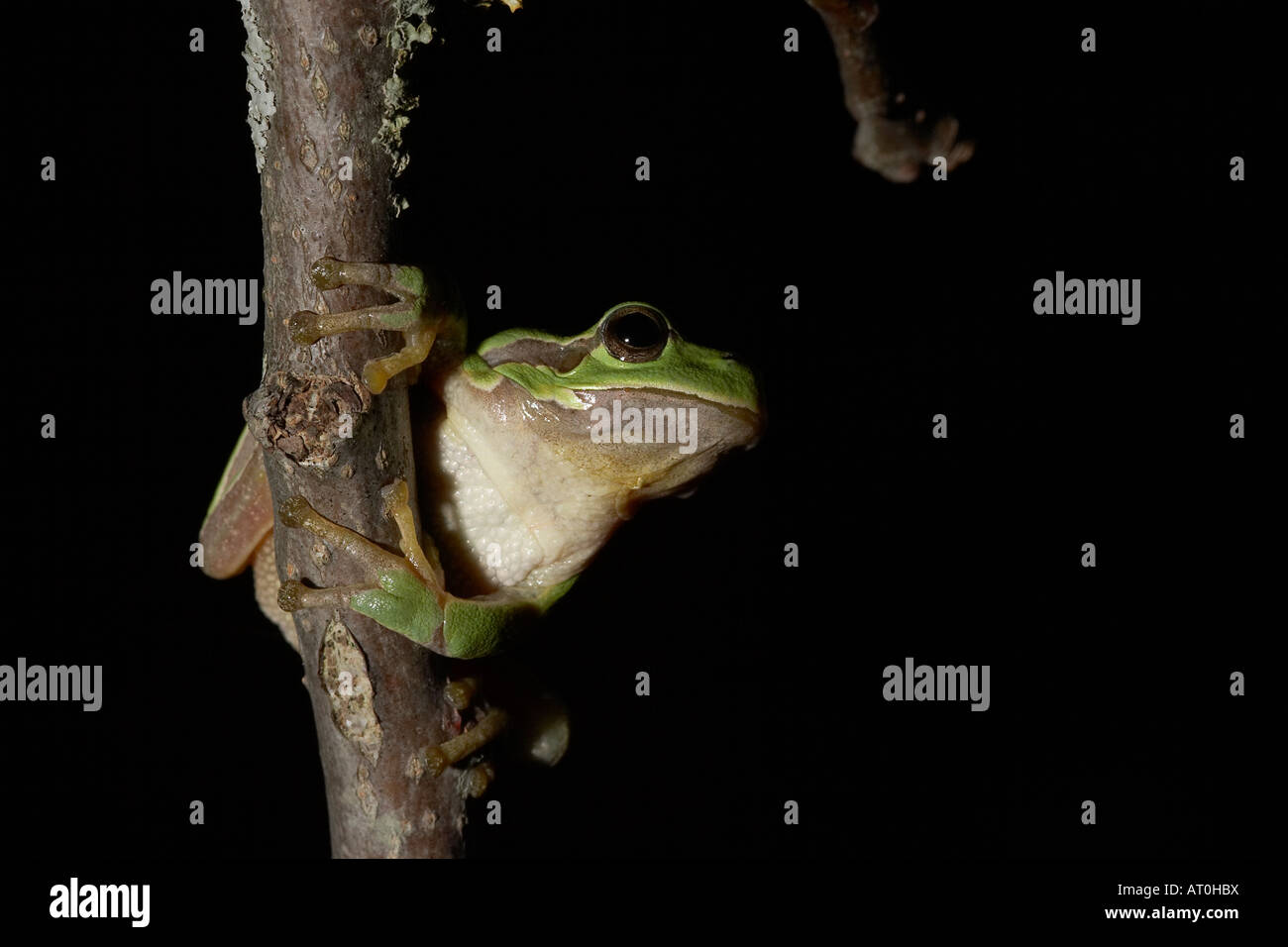 Italian Tree Frog Hyla intermedia Central Italy Stock Photo - Alamy