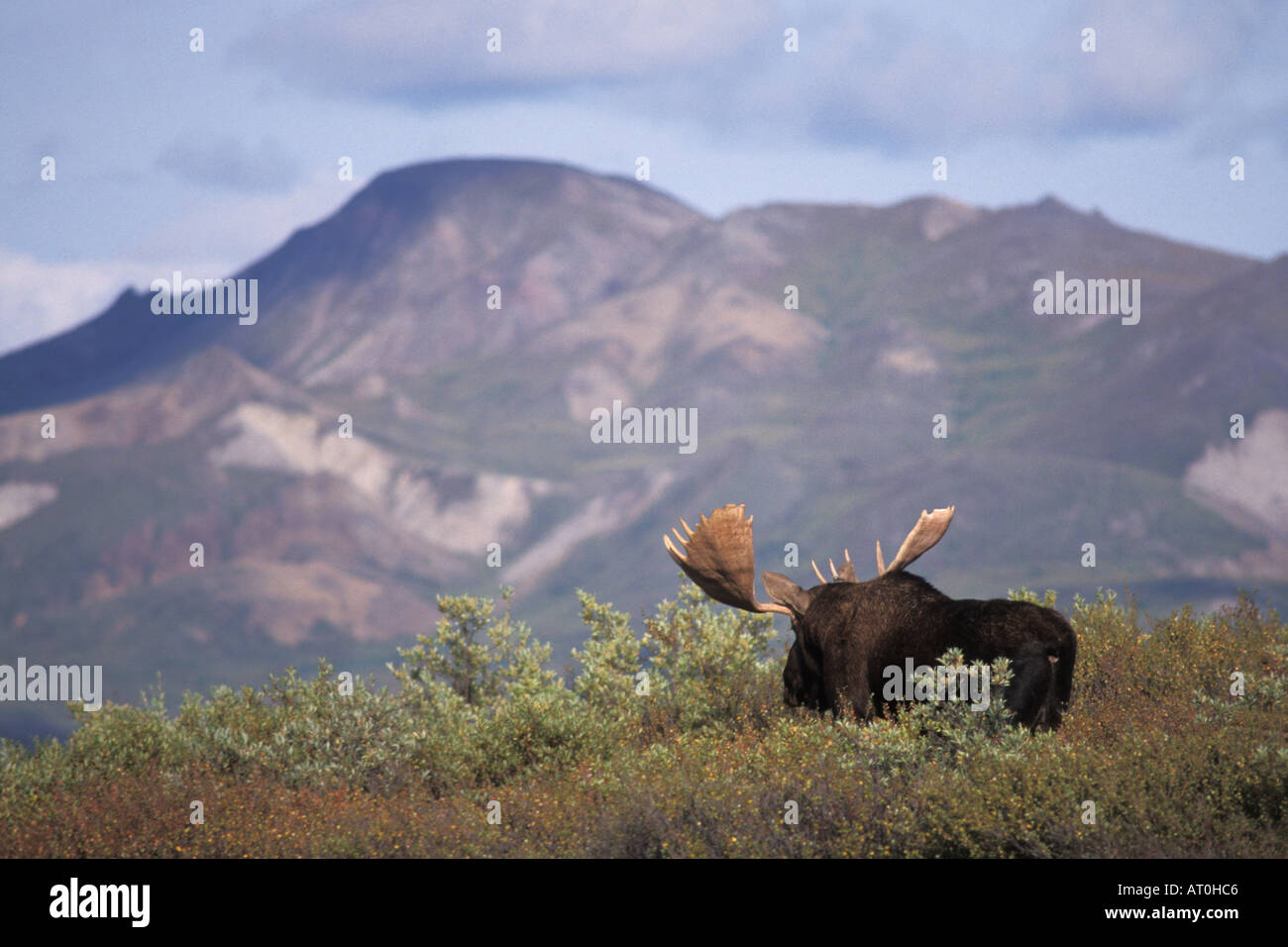 moose Alces alces bull that just shed its velvet walks through fall ...