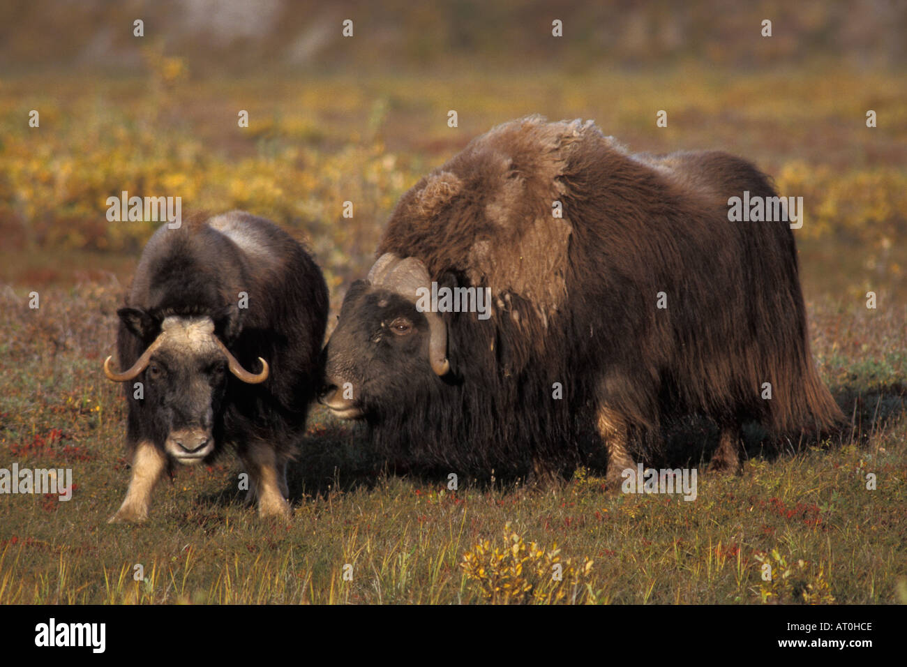 Reintroduce prehistoric hi-res stock photography and images - Alamy