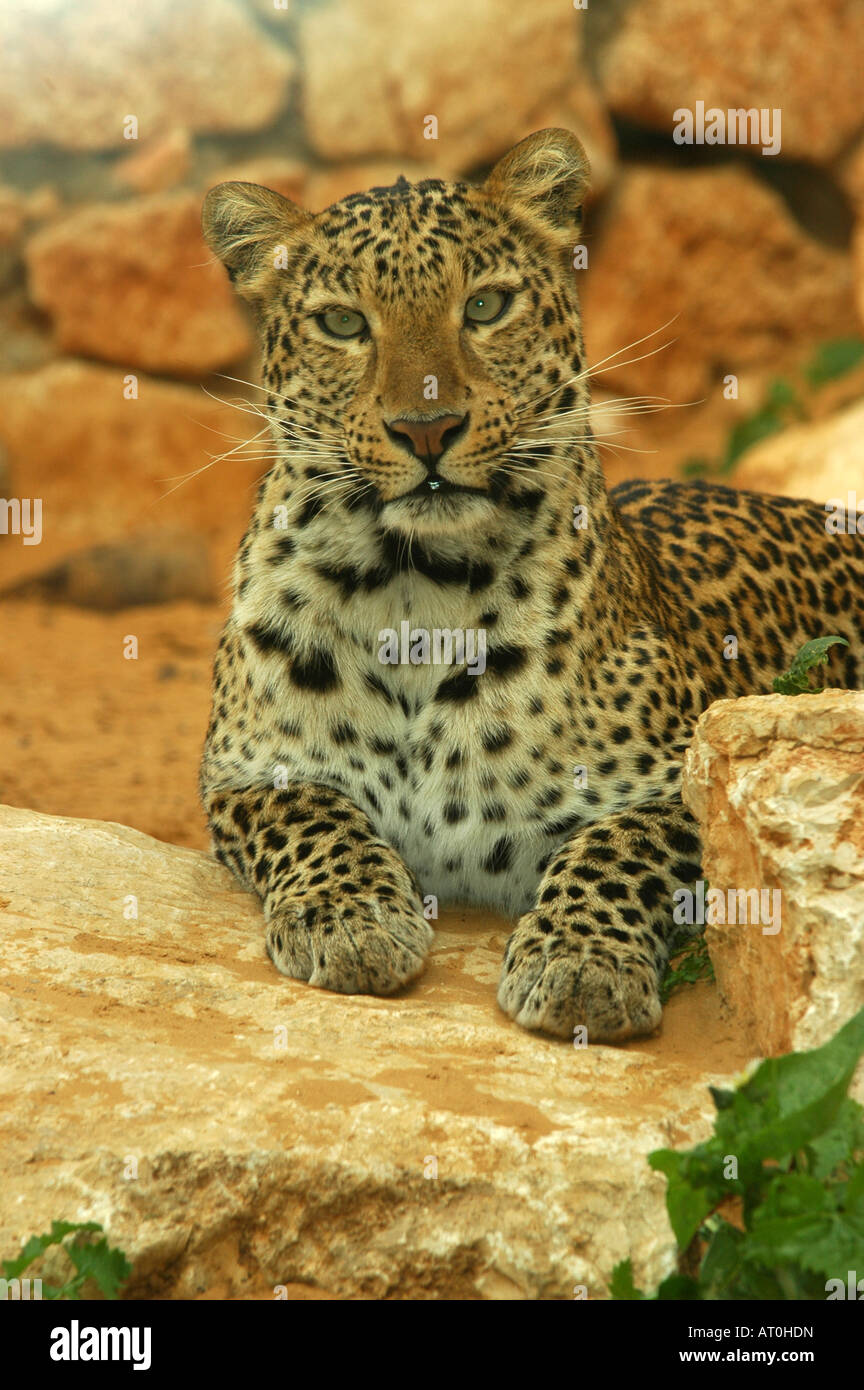 Leopard Panthera pardus Stock Photo - Alamy