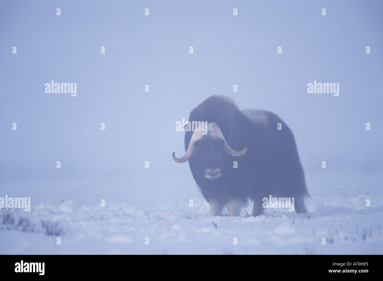 Musk ox in snow alaska wildlife hi-res stock photography and images - Alamy