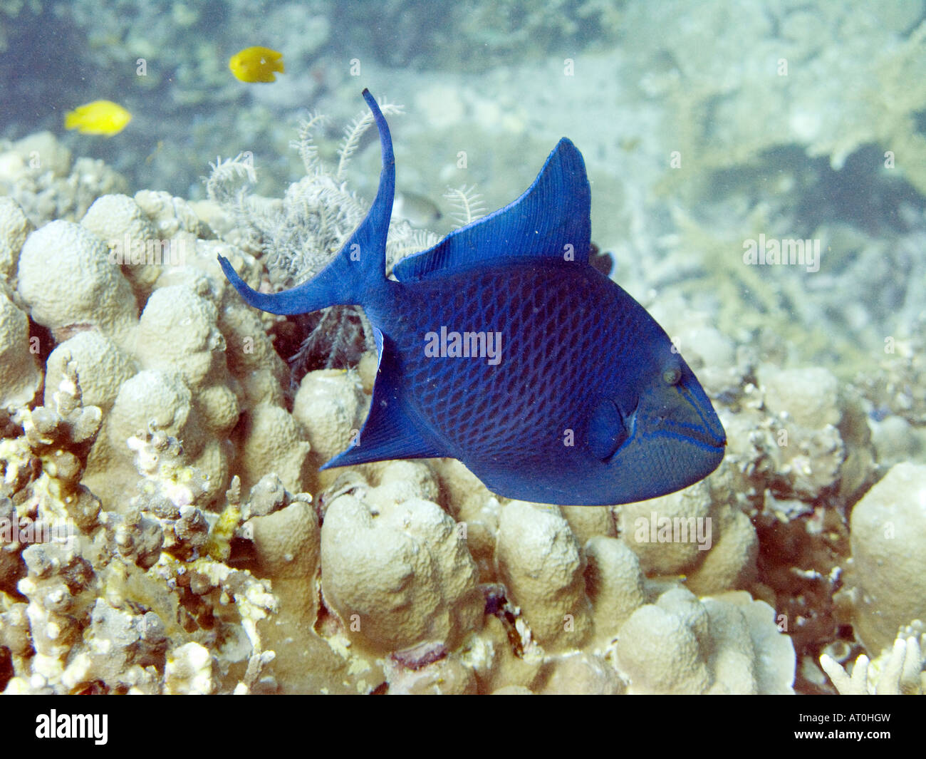 Niger triggerfish hi-res stock photography and images - Alamy