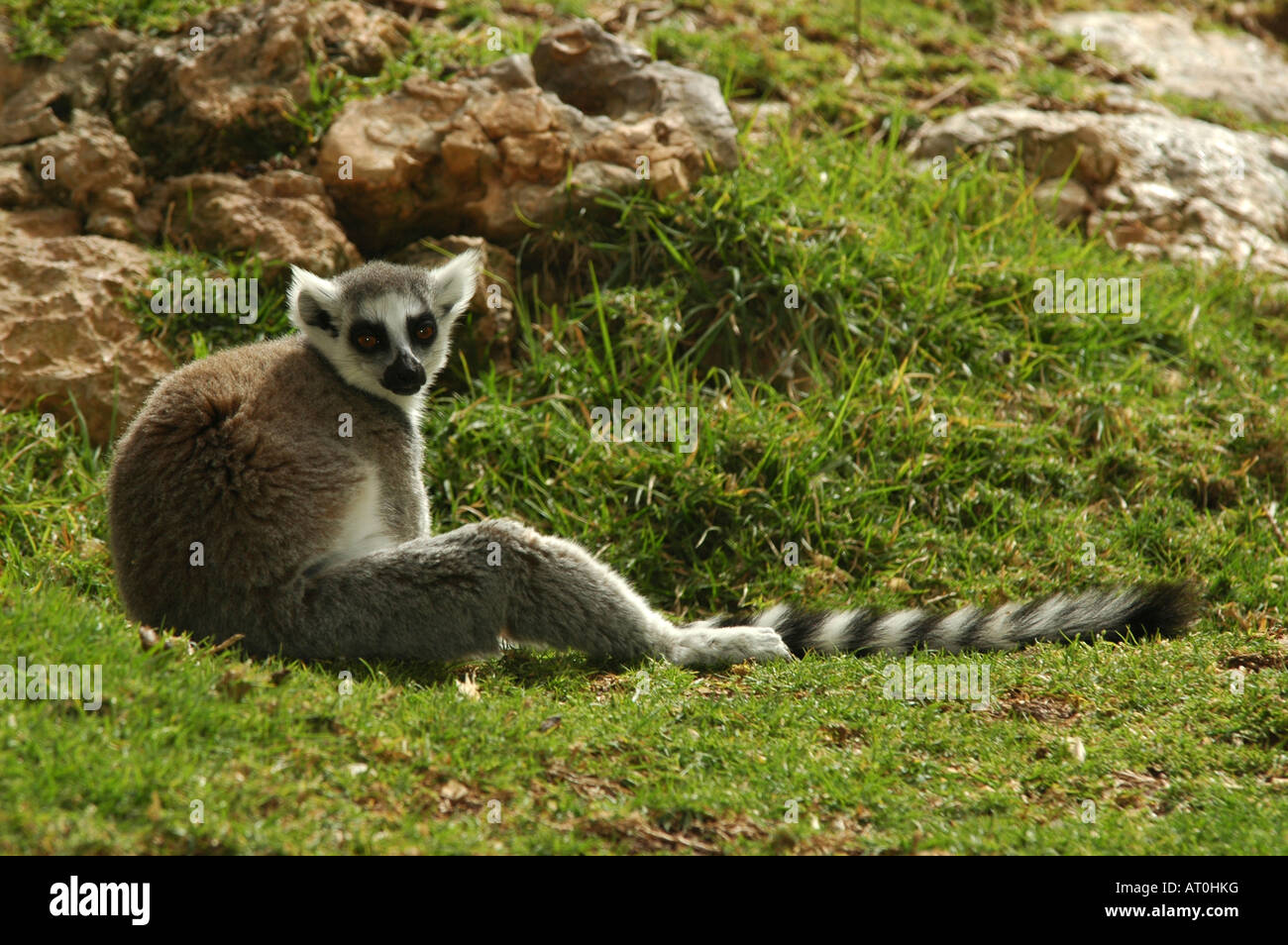 Ring tailed Lemur Lemur catta side view sitting on the grass looking at ...