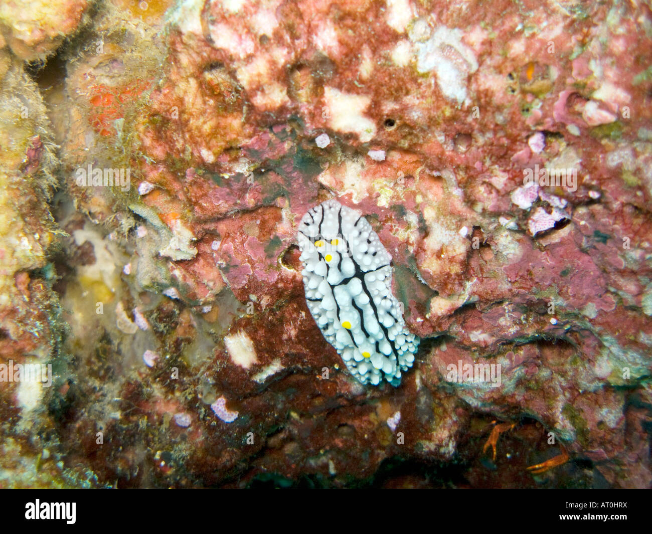 Elegant phyllidia nudibranch, Phyllidia elegans February 2008, Surin ...