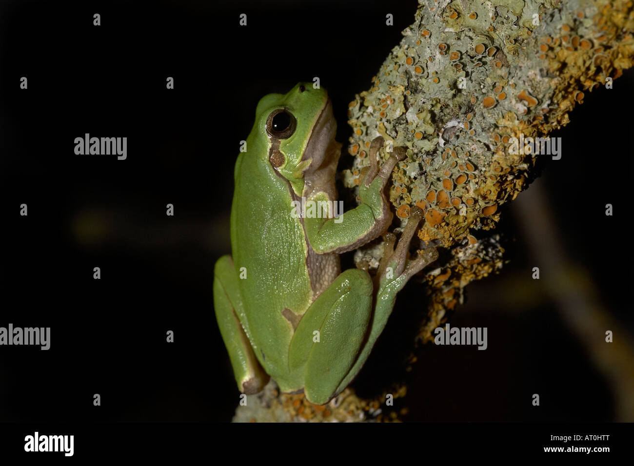 Italian Tree Frog Hyla intermedia Central Italy Stock Photo - Alamy