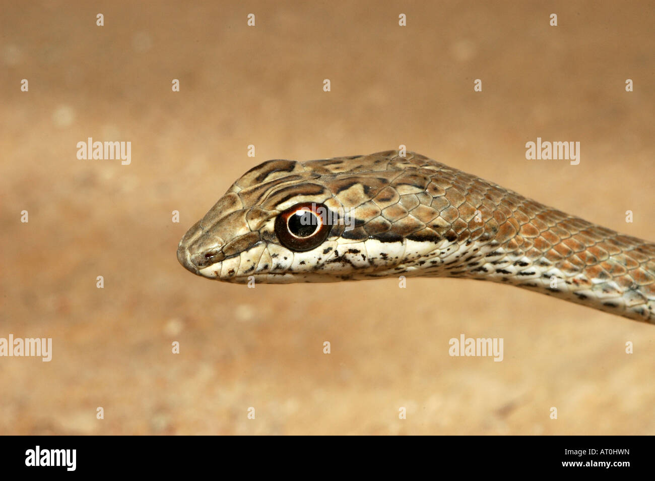Schokari snake hi-res stock photography and images - Alamy