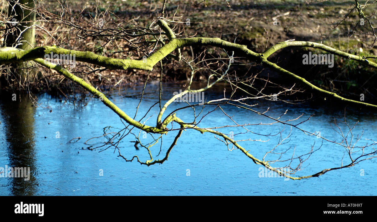 algae covered branch hanging over lightly frozen pond Stock Photo - Alamy