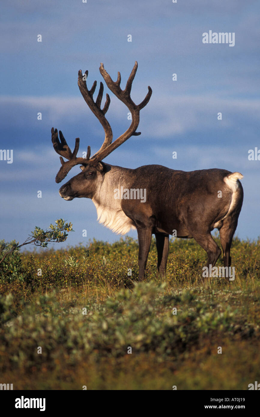 caribou Rangifer tarandus bull in Denali National Park interior Alaska ...