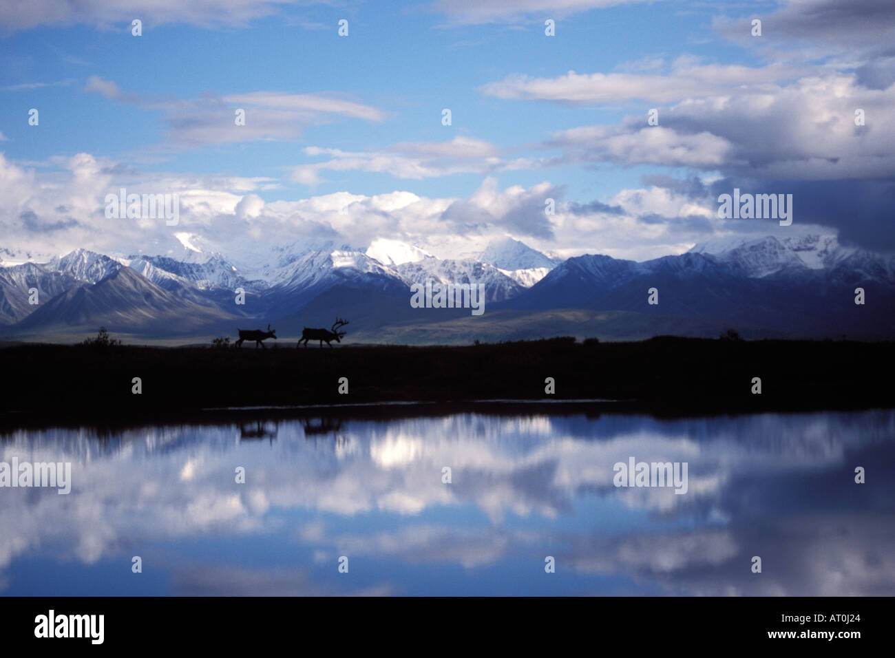 caribou Rangifer tarandus bull and cow walking along a kettle pond ...