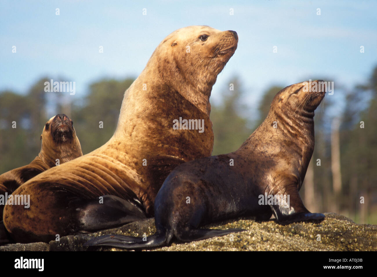 Endangered steller sea lion Eumetopias jubatus bull with cows hauled ...