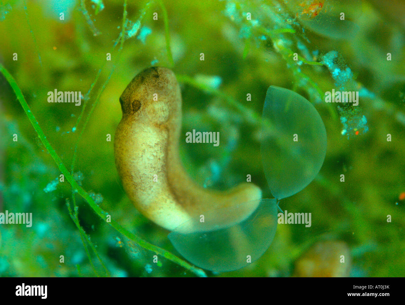 Tadpole hatching hi-res stock photography and images - Alamy