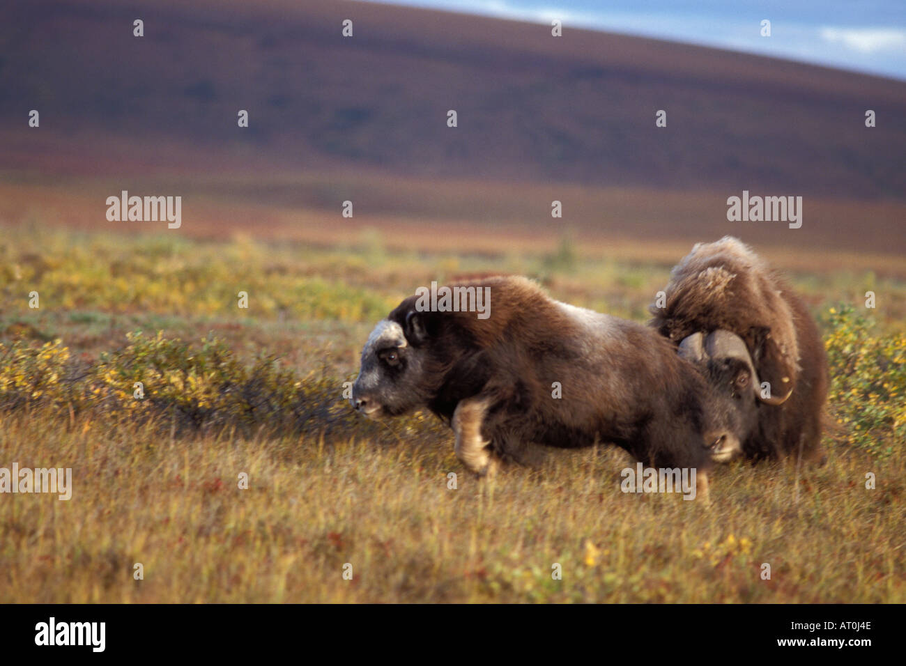muskox Ovibos moschatus bull scents and chases a young cow for mating ...