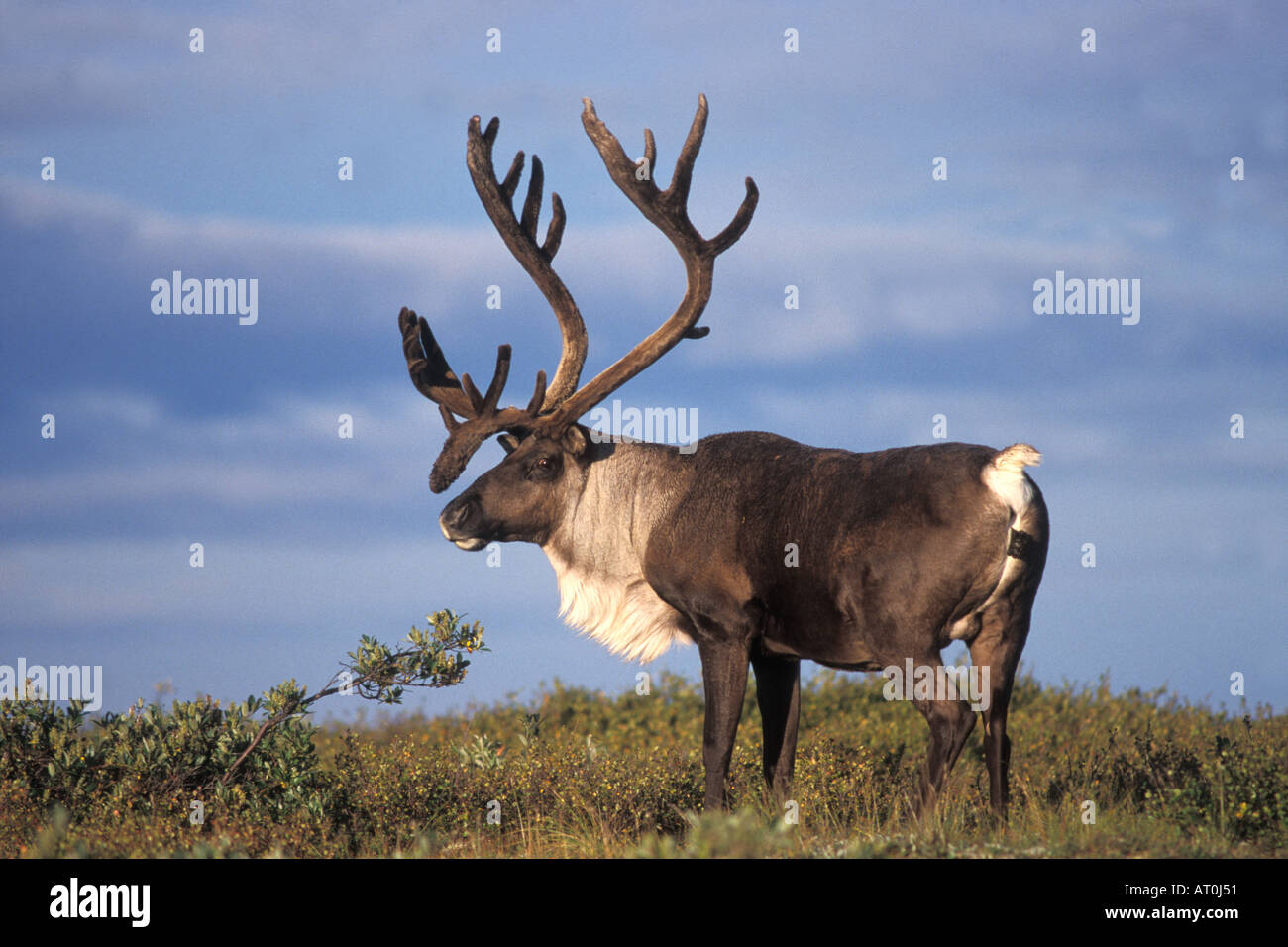 caribou Rangifer tarandus bull in Denali National Park interior Alaska ...