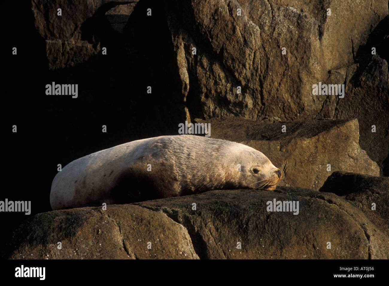 Close up of sea lion bull hi-res stock photography and images - Alamy