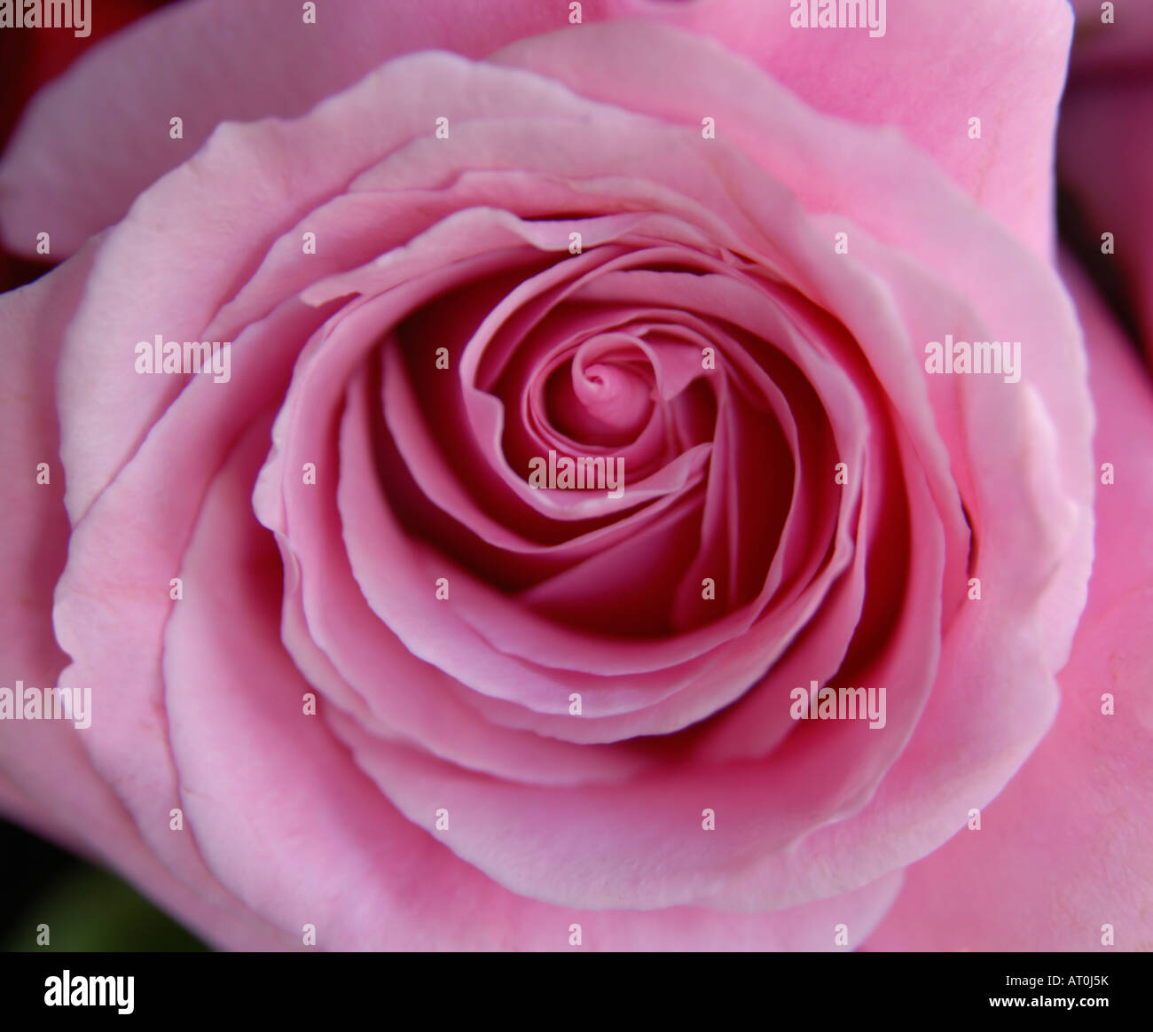 Pink Rose close-up Stock Photo - Alamy