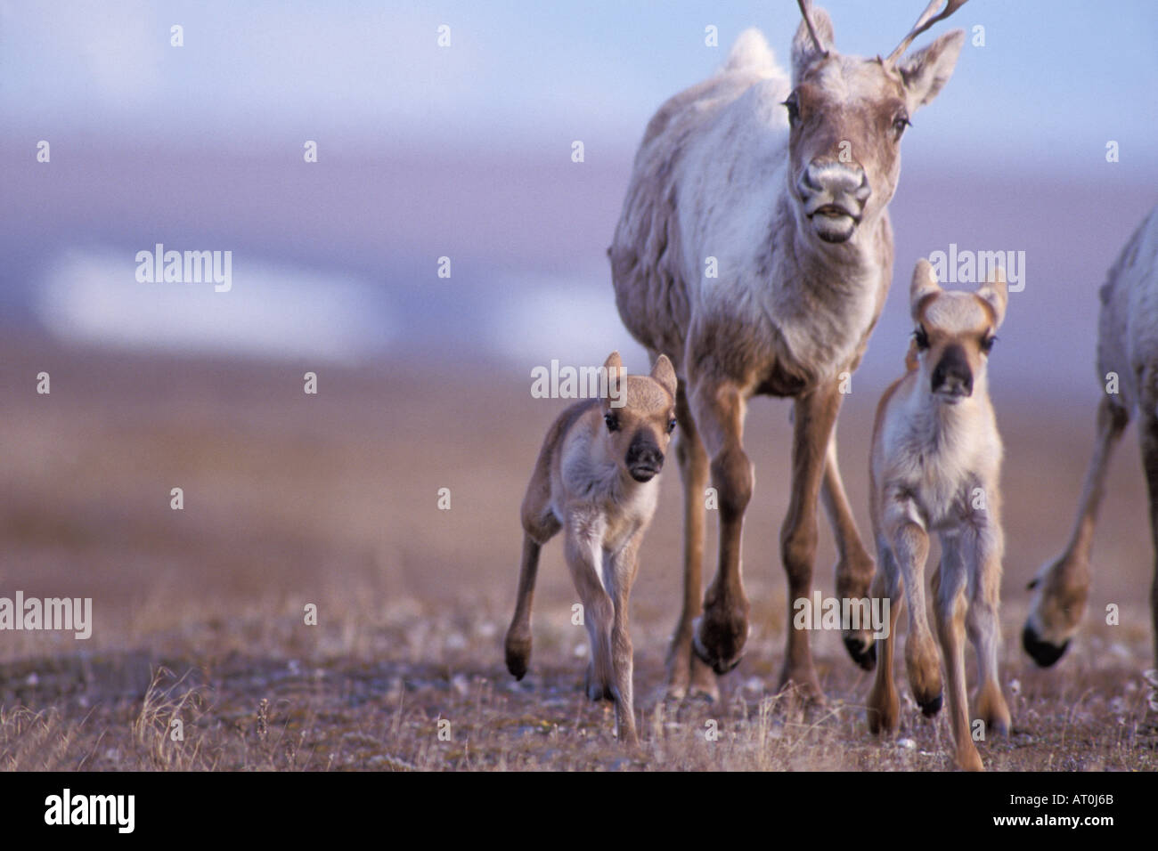 Newborn on calving grounds hi-res stock photography and images - Alamy