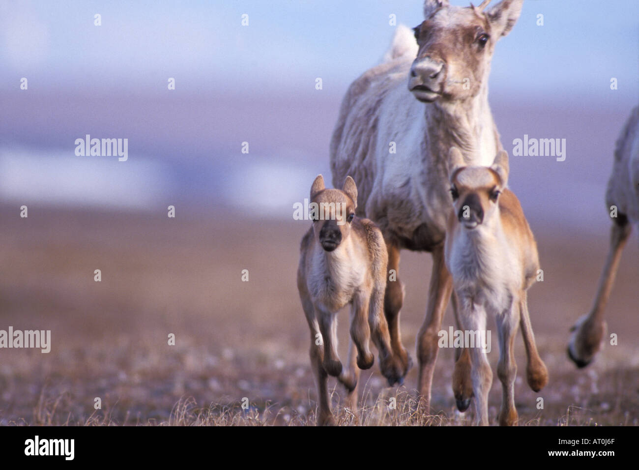 barren ground caribou Rangifer tarandus cow with calves on calving ...