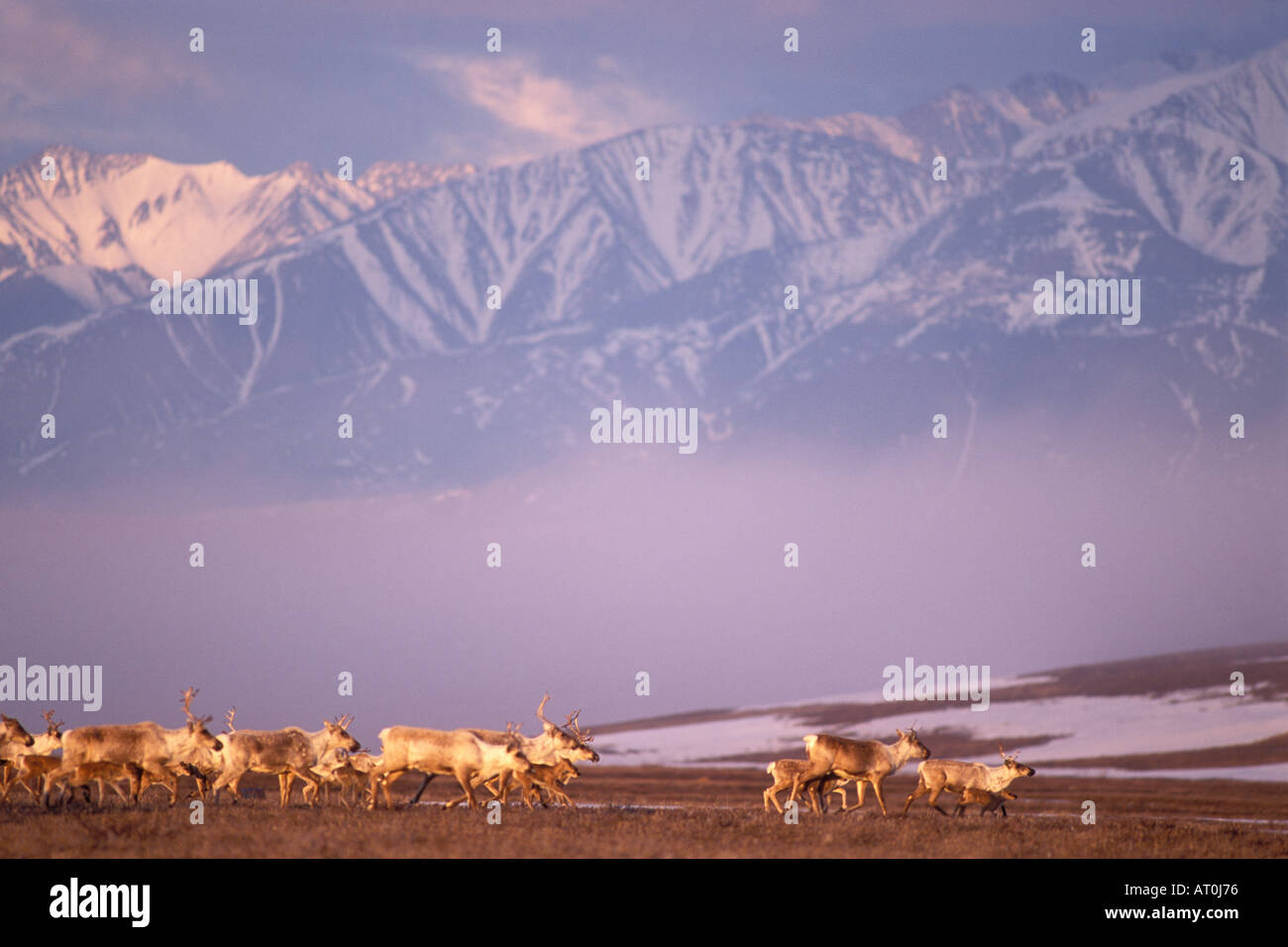 Porcupine caribou calves hi-res stock photography and images - Alamy