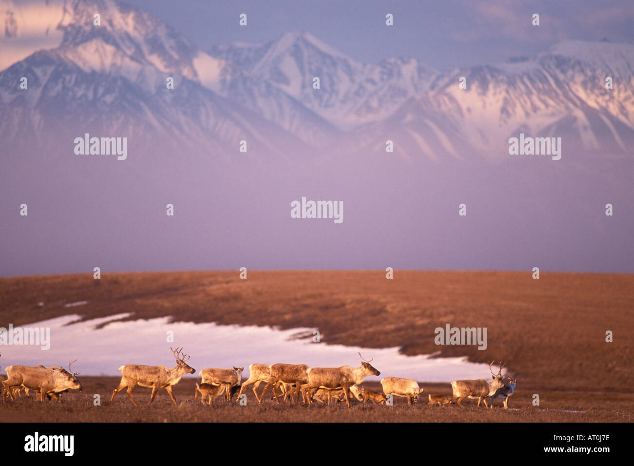 Porcupine caribou calves hi-res stock photography and images - Alamy