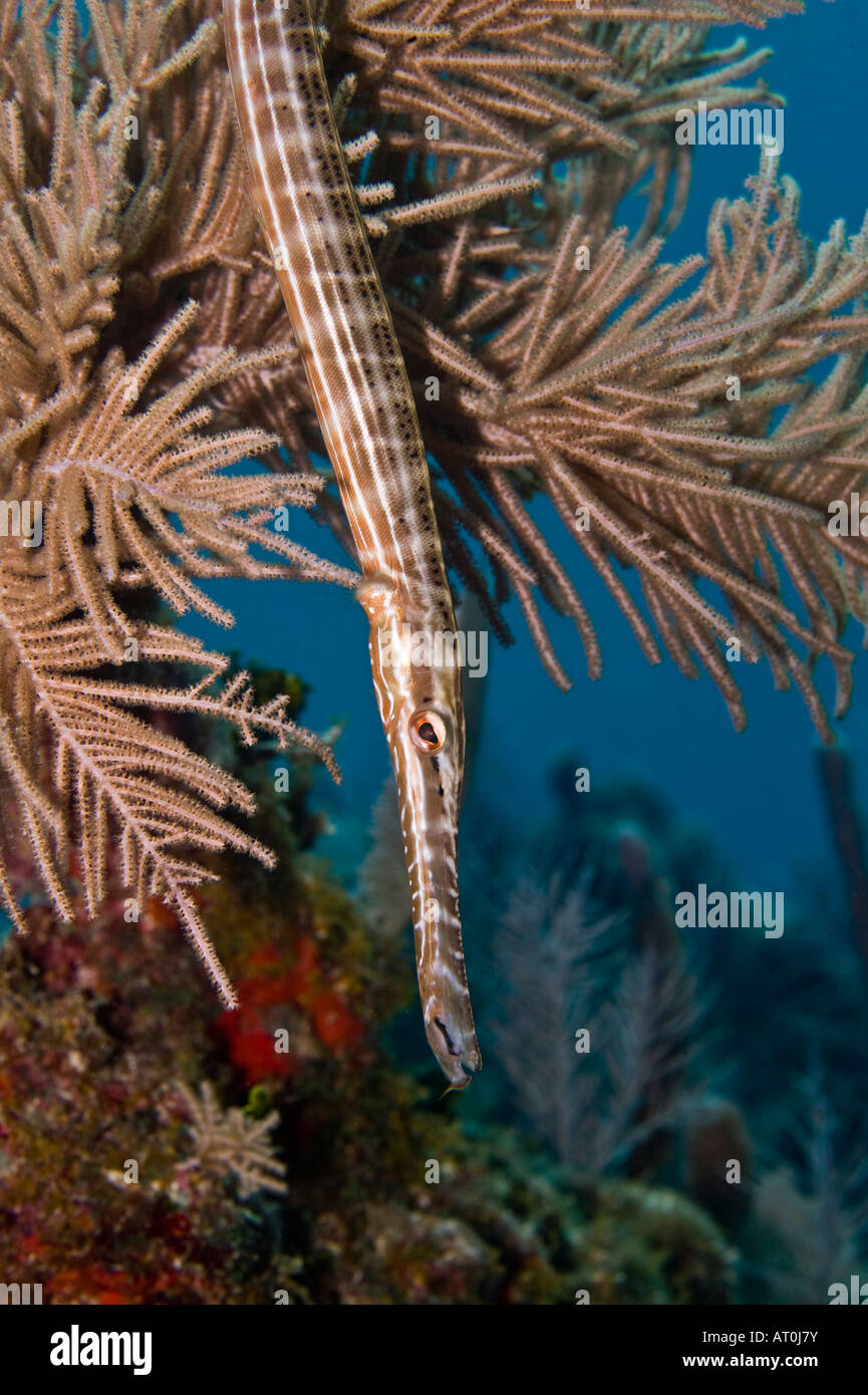 Trumpetfish in Hiding Stock Photo - Alamy