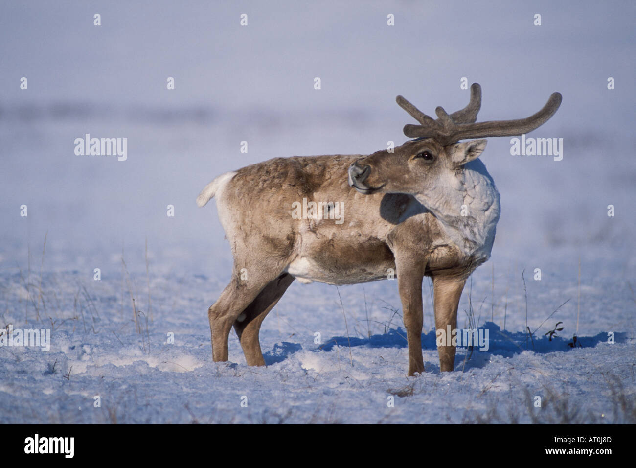 barren ground caribou Rangifer tarandus porcupine herd bull with velvet ...