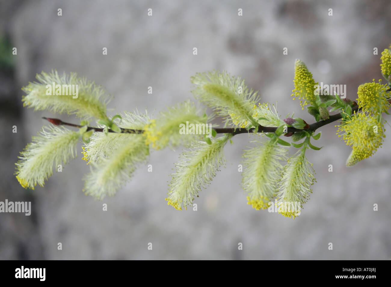 weeping willow blooming flowers in the early spring Stock Photo - Alamy