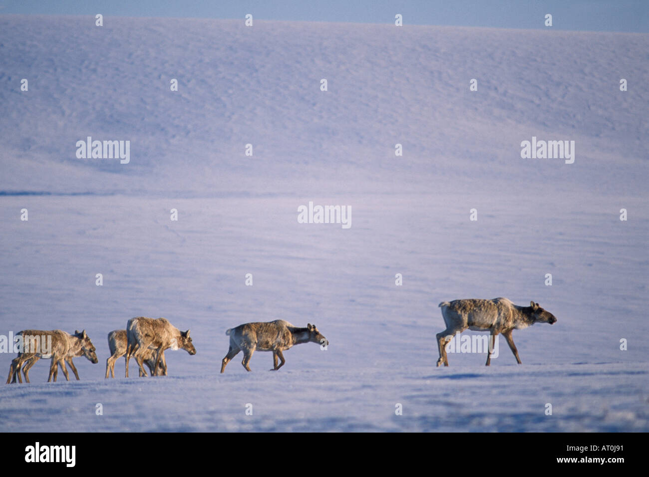 Caribou snow migration hi-res stock photography and images - Alamy