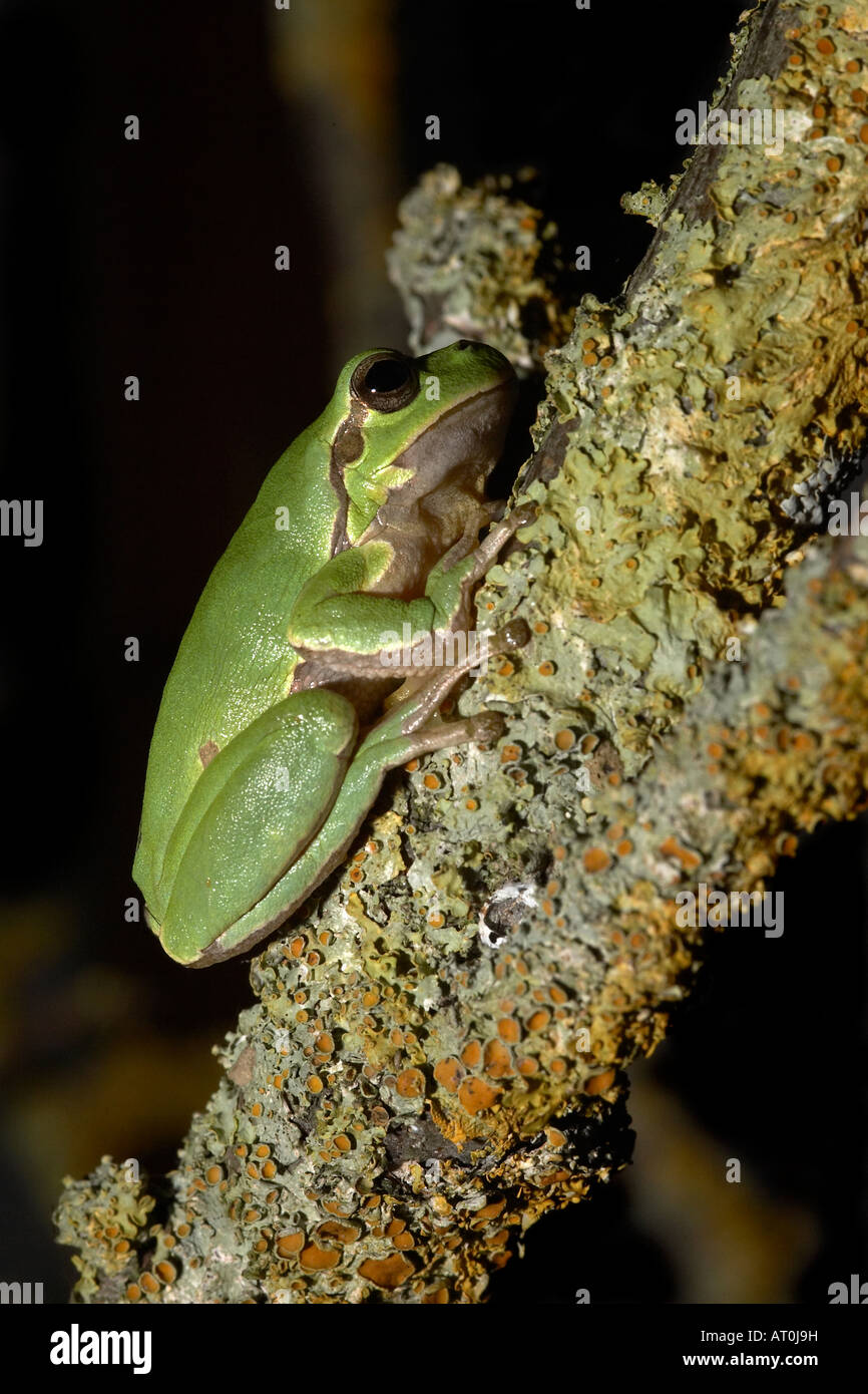 Italian Tree Frog Hyla intermedia Central Italy Stock Photo - Alamy