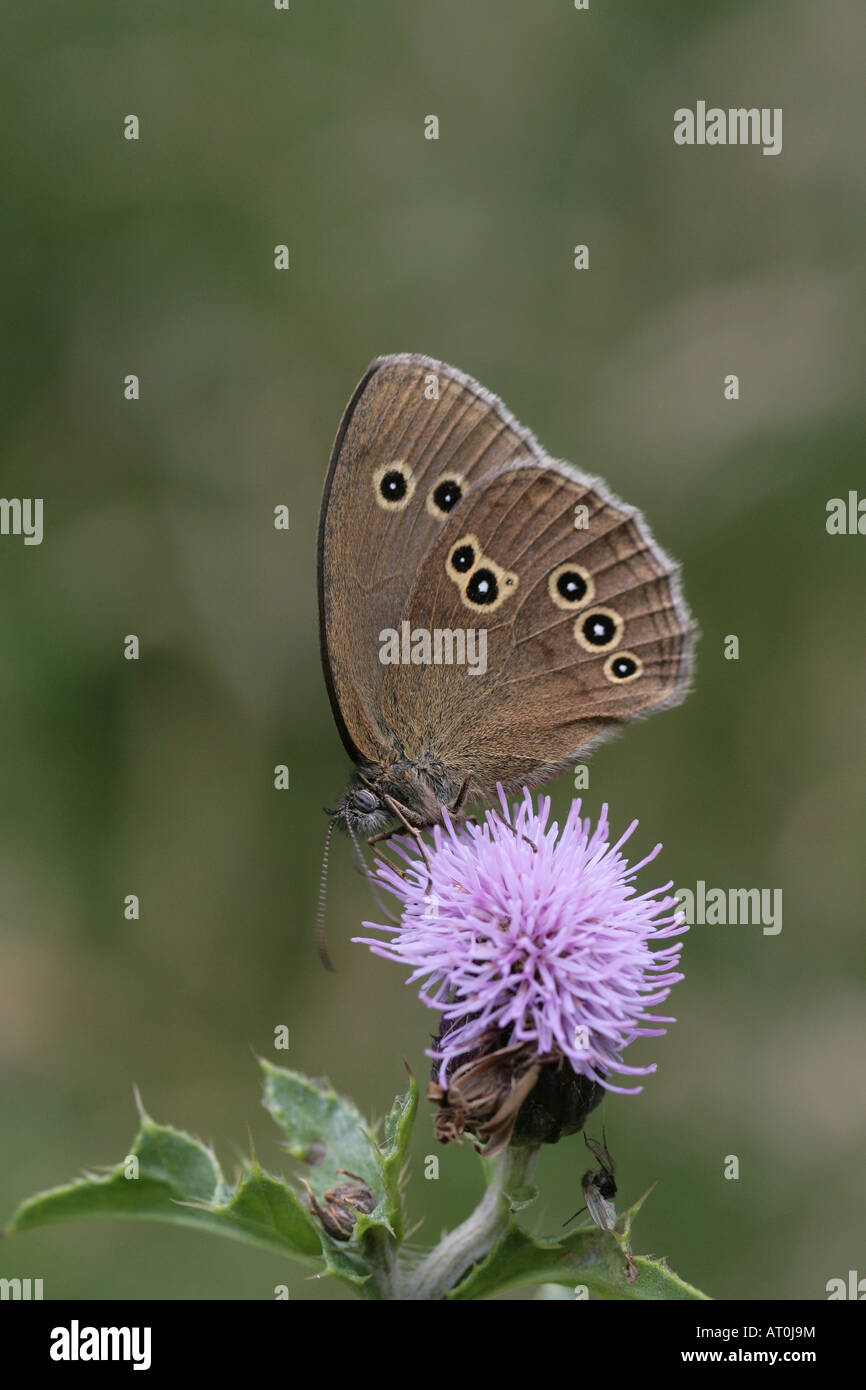 Ringlet butterfly Aphantopus hyperantus on a creeping thistle flower ...