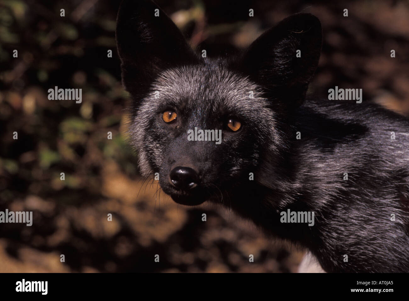 red fox Vulpes vulpes silver phase in the foothills of the Takshanuk ...