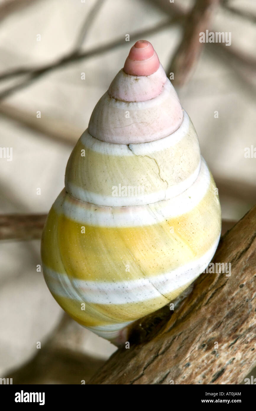 Shell snail hibernate hi-res stock photography and images - Alamy