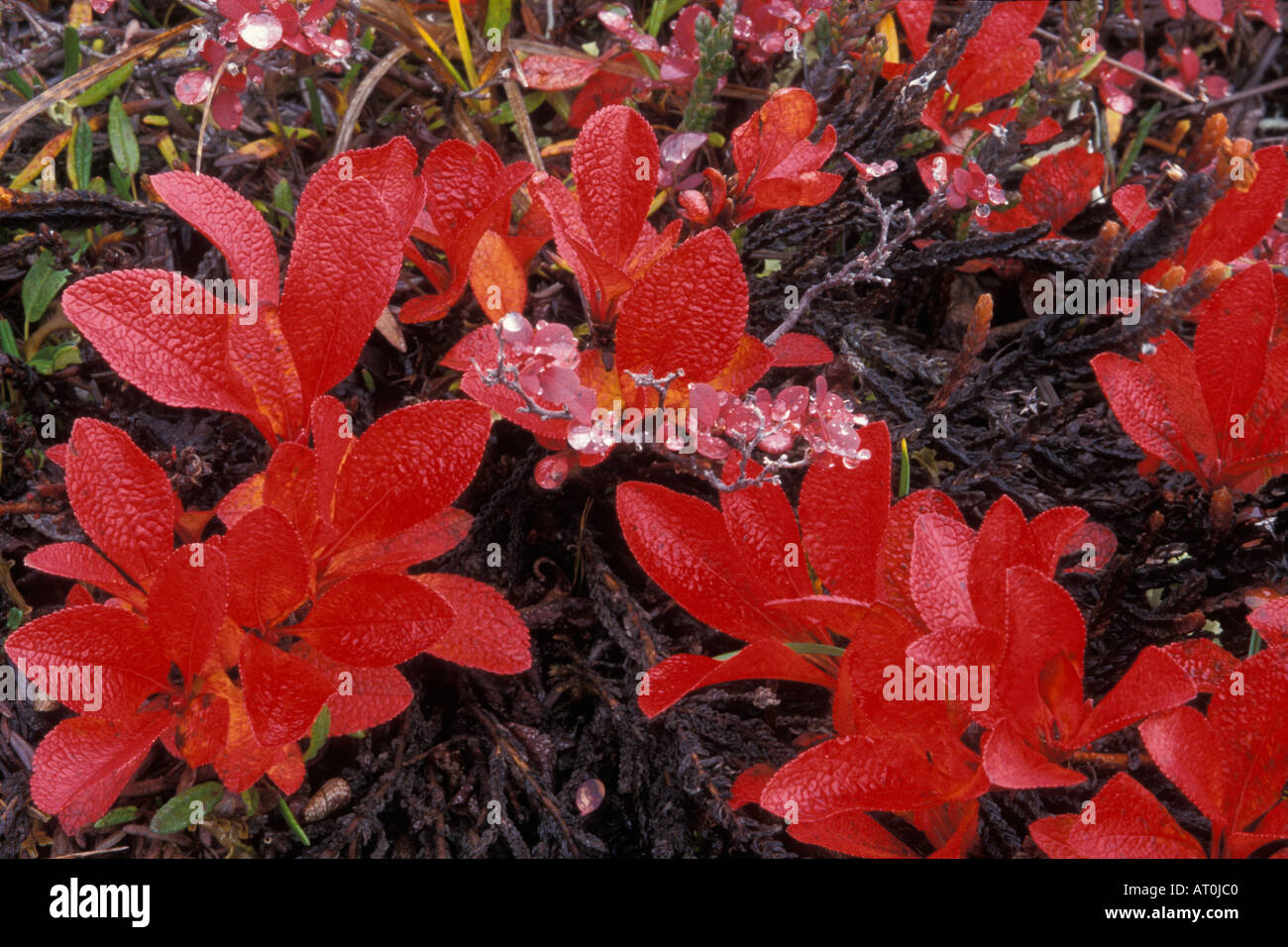 Tundra artica hi-res stock photography and images - Alamy