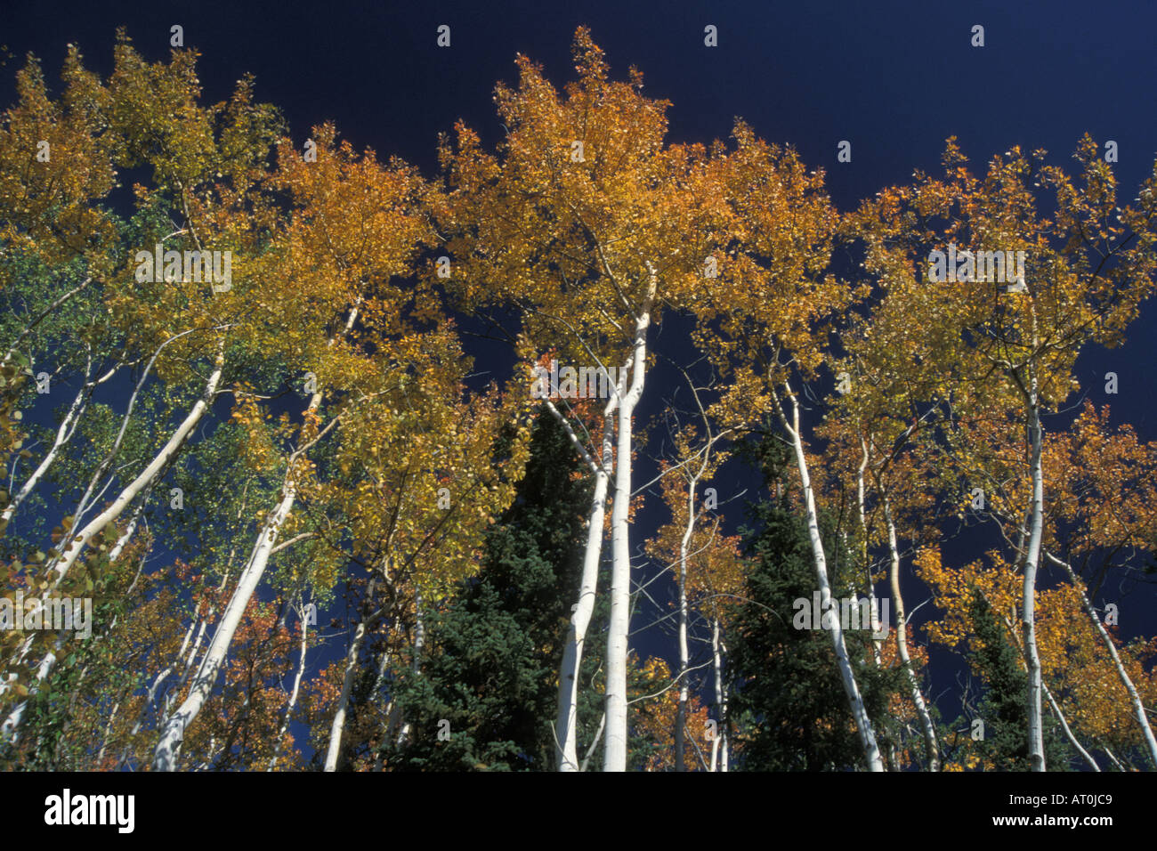 fall colors in birch trees southside of the Brooks range interior sub ...